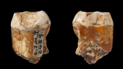 Ancient Jersey teeth find hints at Neanderthal mixing - BBC News