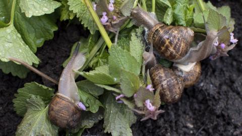 Zut alors! The Americans who are farming edible snails - BBC News