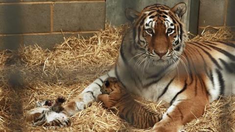 Russia zookeeper recovering from tiger attack - BBC News