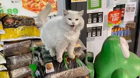 Aylesbury mural painted for Pixie the petrol station cat