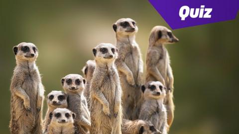 Snakes: Dwarf reed snake revealed to do cartwheels - BBC Newsround