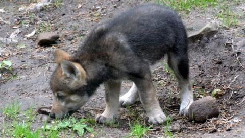 What big ears you've got: Park's wolf pups growing up - BBC News