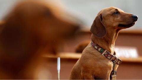 Barsik the Cat and other political animals - BBC News