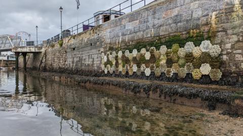 UK's largest living sea wall created in Plymouth - BBC News