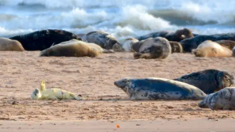 Hello world: First seal pup of season born on the Ythan Estuary