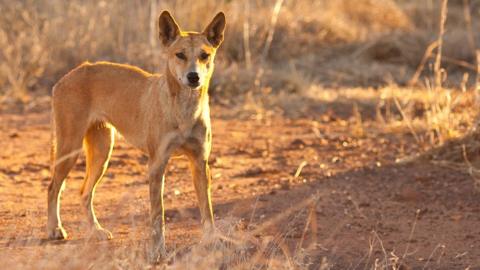 Australia dingo attack: Father saves toddler from wild dog - BBC News