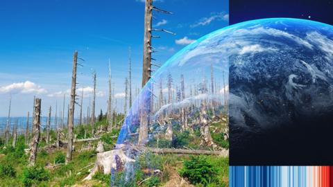 Climate change: The environmental disasters we've almost fixed - BBC News