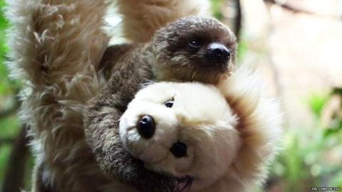 The animals who love cuddly toys - BBC Newsround