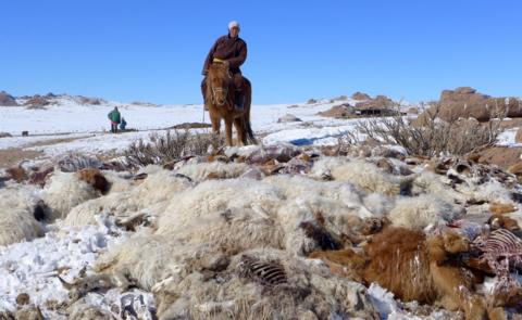 The slow and deadly dzud in Mongolia - BBC News