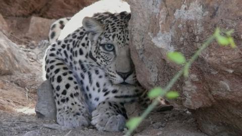 Pioneering 'diaries' reveal the secret lives of animals - BBC News