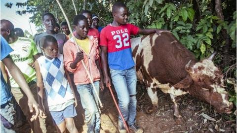In pictures: Wild crowds for Kenya's 'humane' bull-fights - BBC News