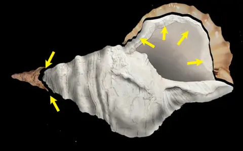 Ancient hunter-gatherer seashell resonates after 17,000 years