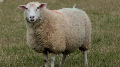 Eight sheep killed near Bicester in suspected dog attack