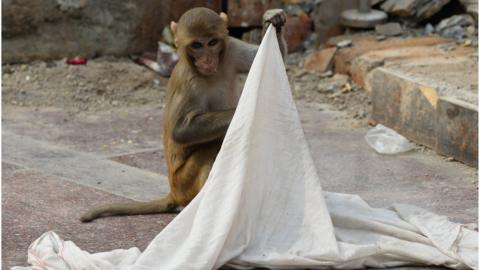 Monkey kills baby boy in India's Agra - BBC News