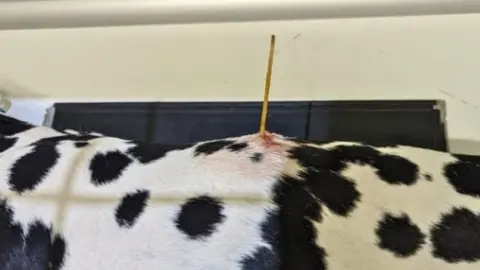 Derby Dalmatian's tumour turns out to be kebab skewer
