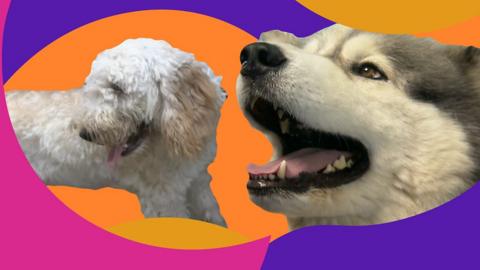 New DogPhone invention lets your pet call you - BBC Newsround