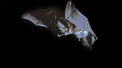 DNA analysis finds rare bat roosting in Somerset church