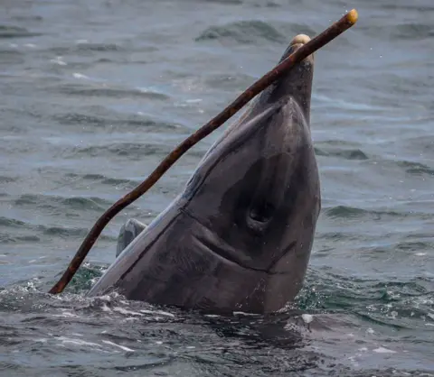 Dolphin named after Star Wars character masters "lightsaber" skills