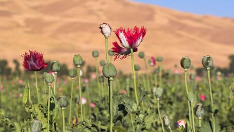 How the US military's opium war in Afghanistan was lost - BBC News