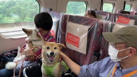 Pampered pooches ride Japan's Shinkansen in style - BBC News