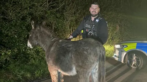 Ripley: Stray donkeys led back to field by police