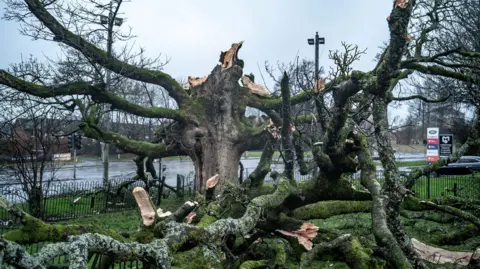 Historians "optimistic" that Darnley Sycamore will survive