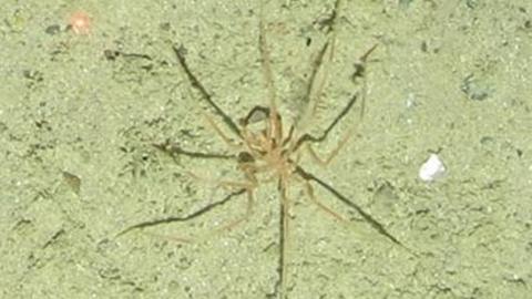 Scotland's deep sea spider haven - BBC News