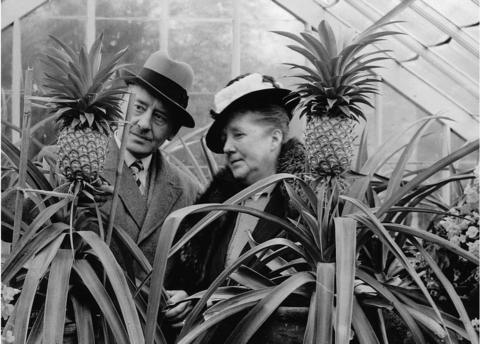 The rise, fall, and rise of the status pineapple - BBC News