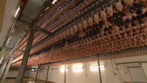 Inside a major chicken processing plant - BBC News