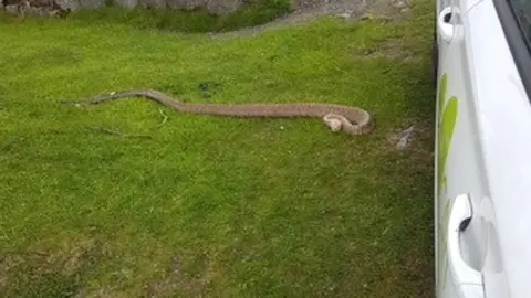 Burmese python found in Wicklow Mountains