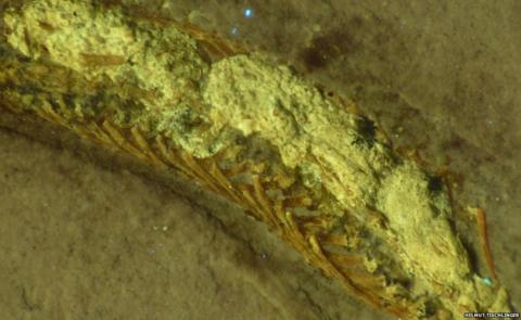 Four-legged snake ancestor 'dug burrows' - BBC News