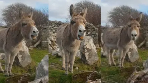 The opera-singing donkey who 'found her voice'