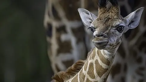 Chester Zoo: Rare giraffe calf kicks up heels in first outing