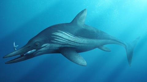 Incredible 'sea monster' skull revealed in 3D - BBC News