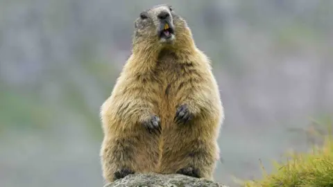 Russia cracks down on marmot hunt in plague scare