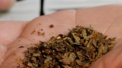 'Spice epidemic in jails risk to nurses' - BBC News