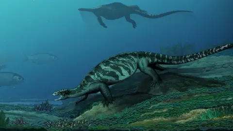 Ancient fossil turtle had no shell