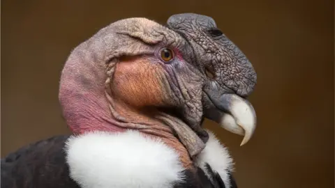 Bolivia investigates death of 35 condors