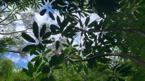 Sheffield 'jungle' garden: Simon Olpin's 30-year odyssey - BBC News