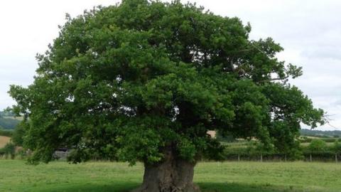 Epping's Gilwell Oak wins Tree of the Year 2017 - BBC News
