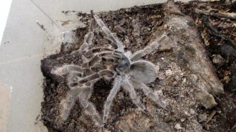 Hundreds of tiny Montserrat tarantulas hatch in zoo - BBC News