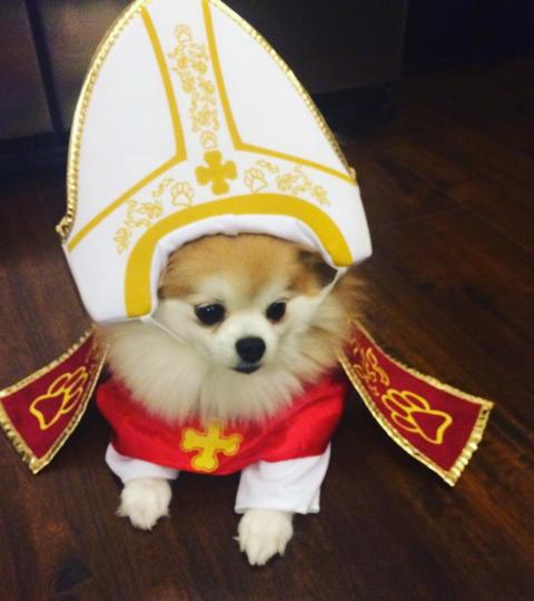 'Pope dogs' craze triggered by papal visit - BBC News
