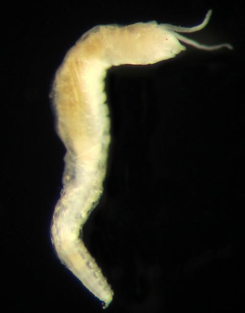 Worm with eyes in head and bottom found off Shetland - BBC News