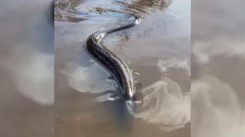 Endangered eel spotted swimming in Dorset puddle by postman