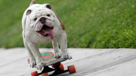 Dog breeding: Why can exaggerated features be a problem? - BBC Newsround