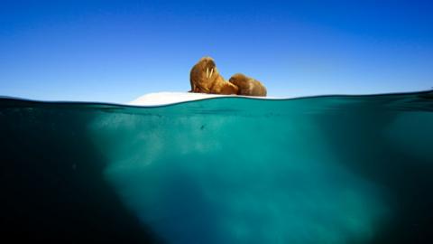 Blue Planet II: Even more pictures - BBC Newsround