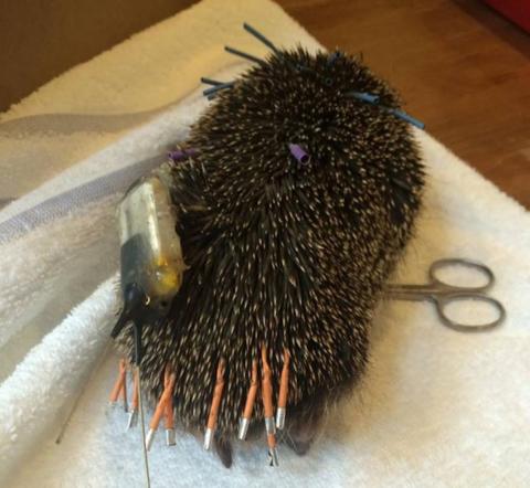Researchers criticised after tagged hedgehog's death - BBC News