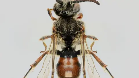 Rare bee species found thriving in Walsall