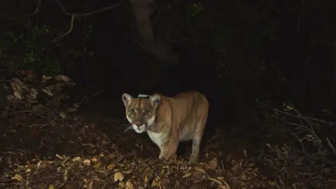 P-22, Hollywood's celebrity mountain lion, ends his reign