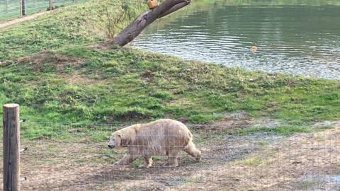 Polar bear taken in at Jimmy Doherty's zoo in Suffolk - BBC News